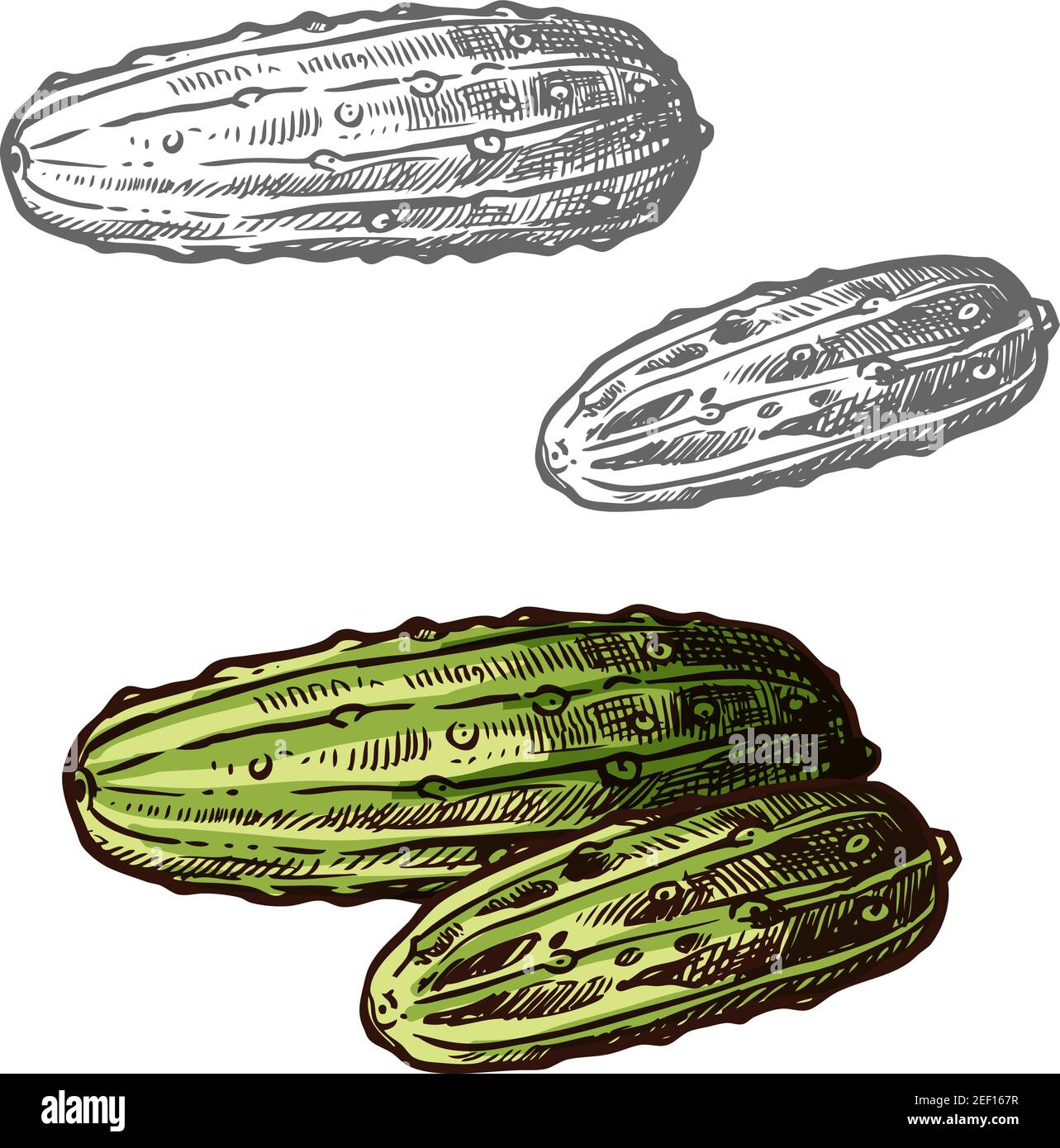 Cucumbers sketch icon. Vector isolated symbol of fresh farm grown ...