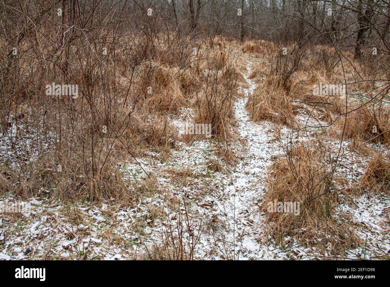 Deer path through winter field Stock Photo - Alamy