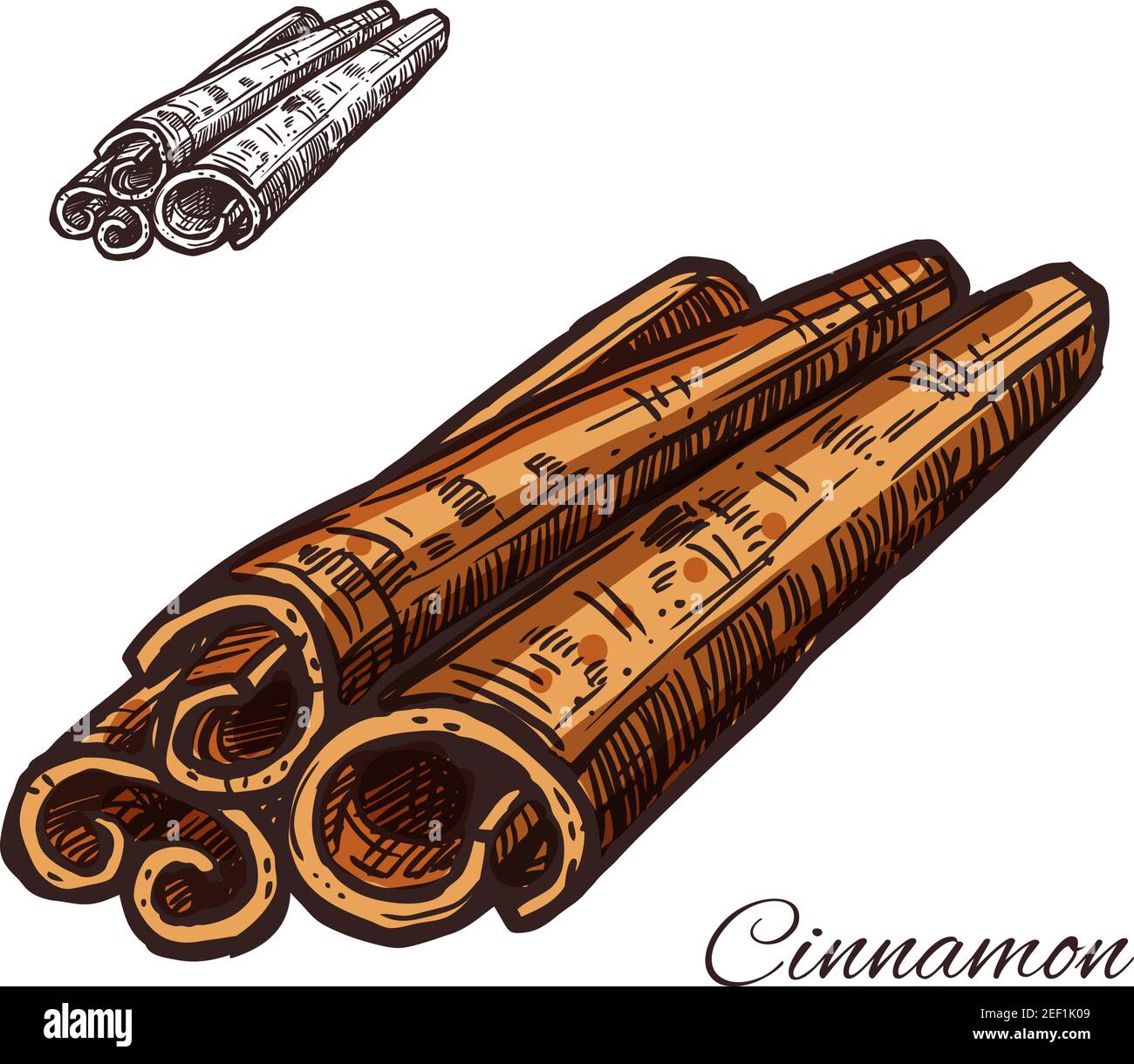Cinnamon spice bark plant sketch icon. Vector isolated symbol of ...