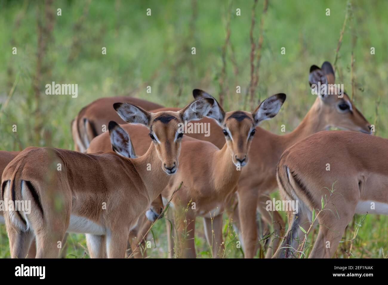 Wildlife under threat hi-res stock photography and images - Alamy