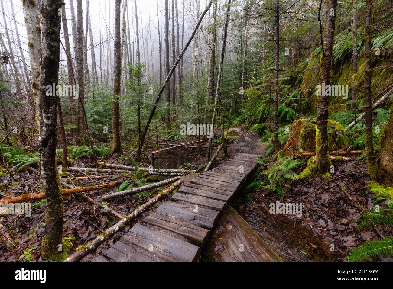 Canadian Forest View Stock Photo - Alamy