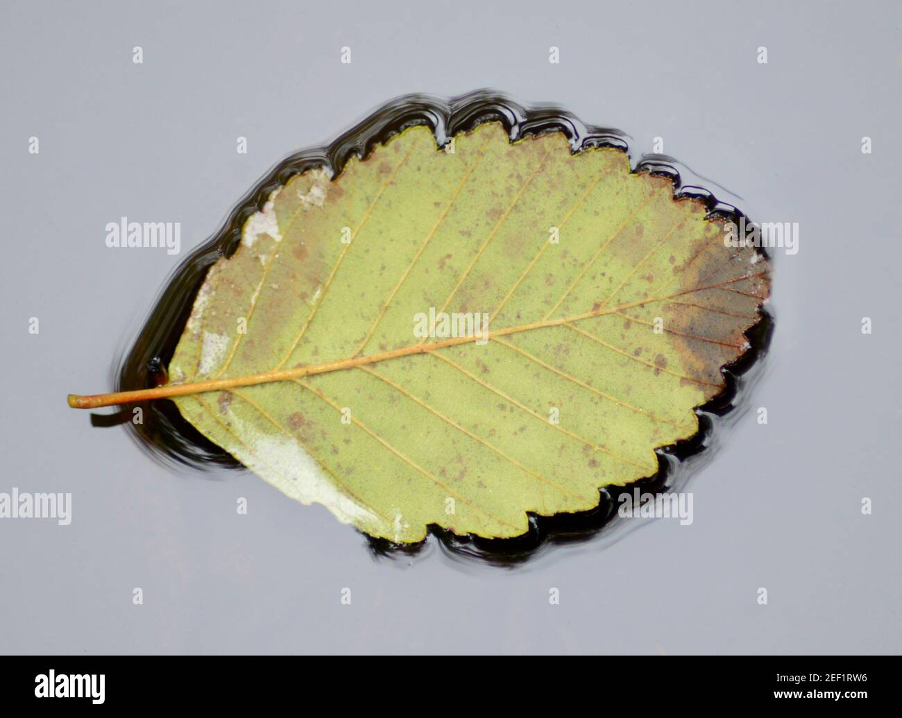 Leaf floating in the water Stock Photo - Alamy