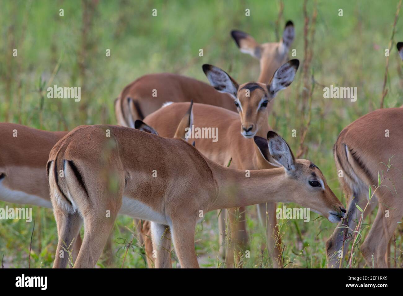 Impala facial features hi-res stock photography and images - Alamy
