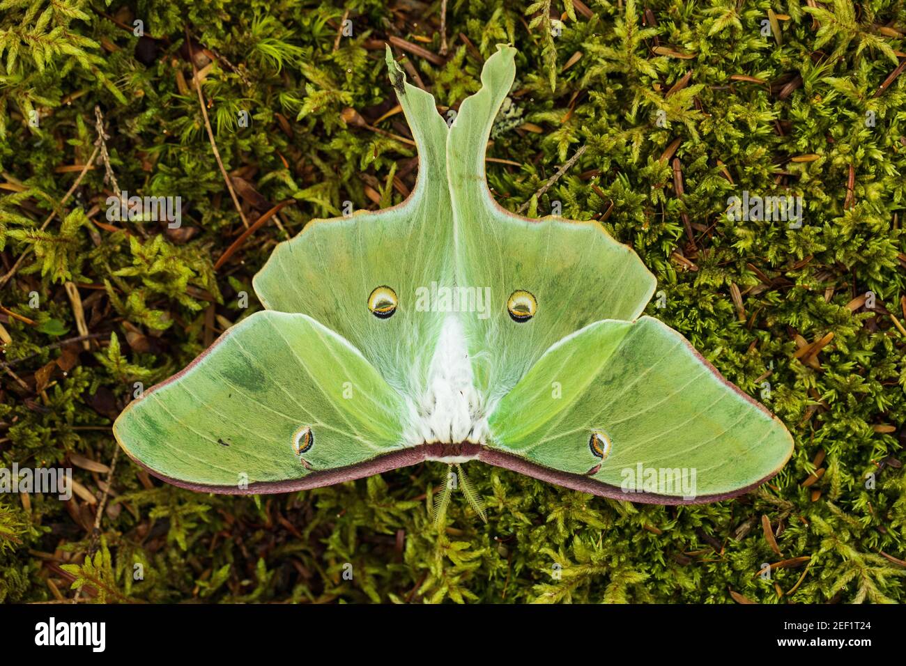 Moon moth hi-res stock photography and images - Alamy