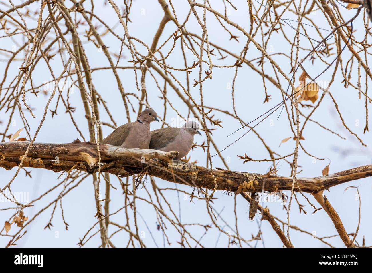 Eurasian Collared Doves (Streptopelia decaocto) in Cottonwood tree ...
