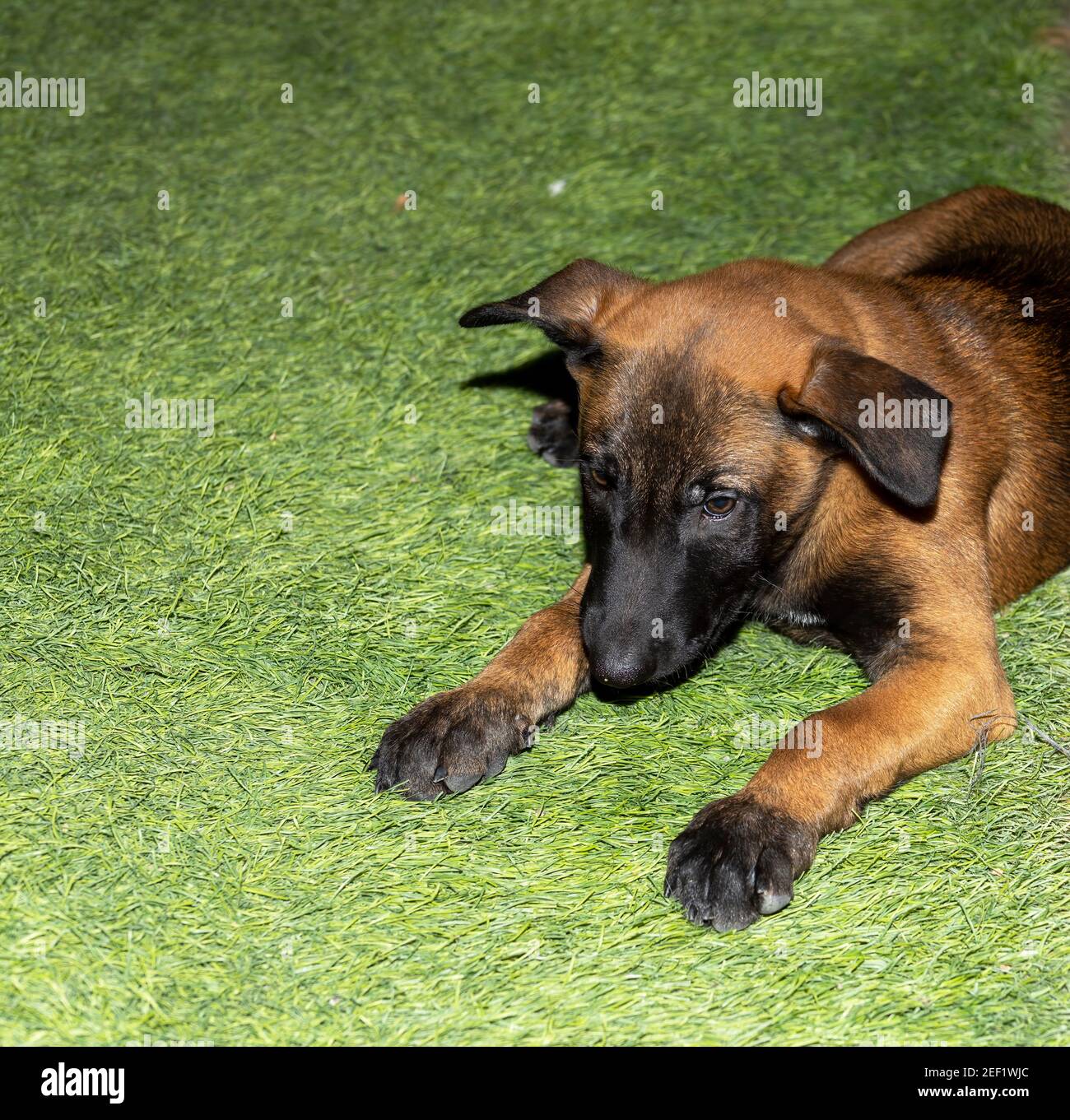 The cute face of a Belgian Malinois puppy with it's ear still down ...