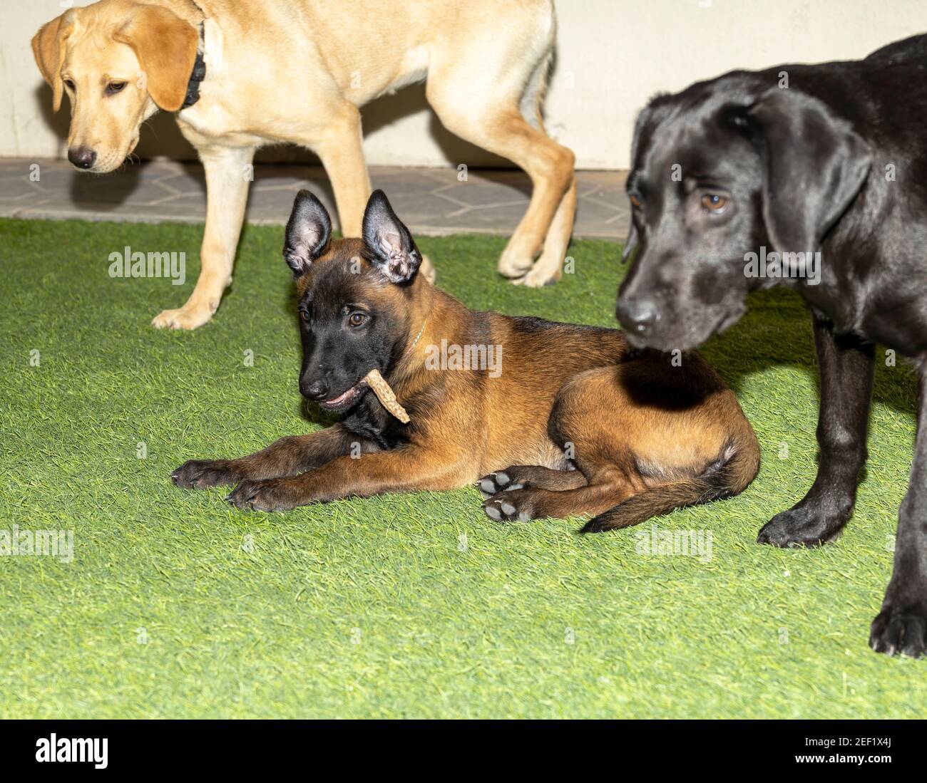 A cute Belgian Malinois puppy eats his treat alertly while surrounded ...