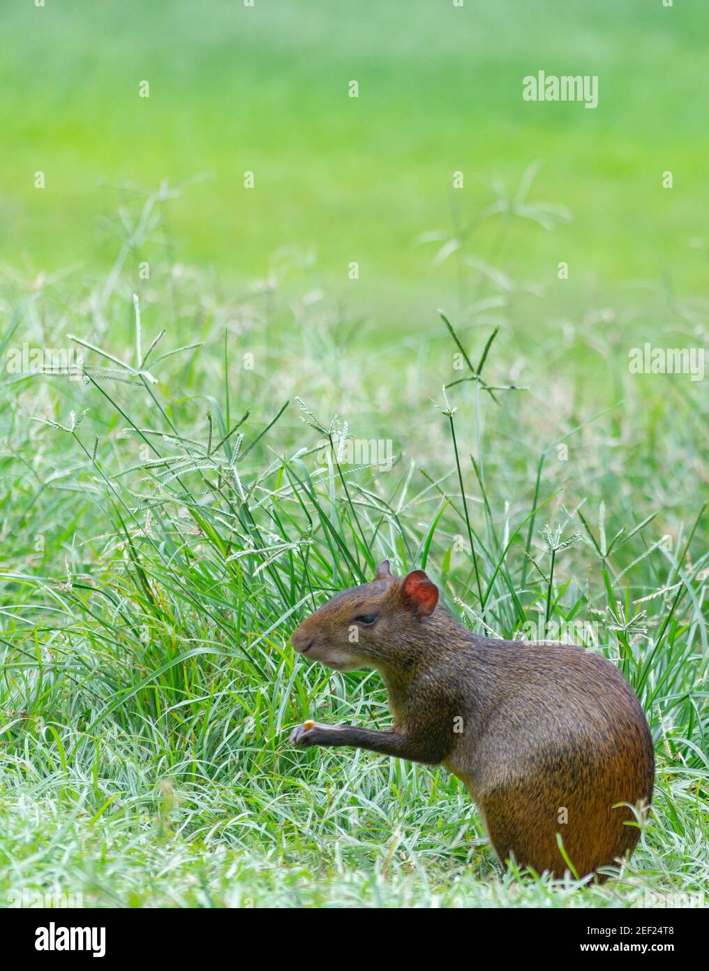 Fauna de campo hi-res stock photography and images - Alamy