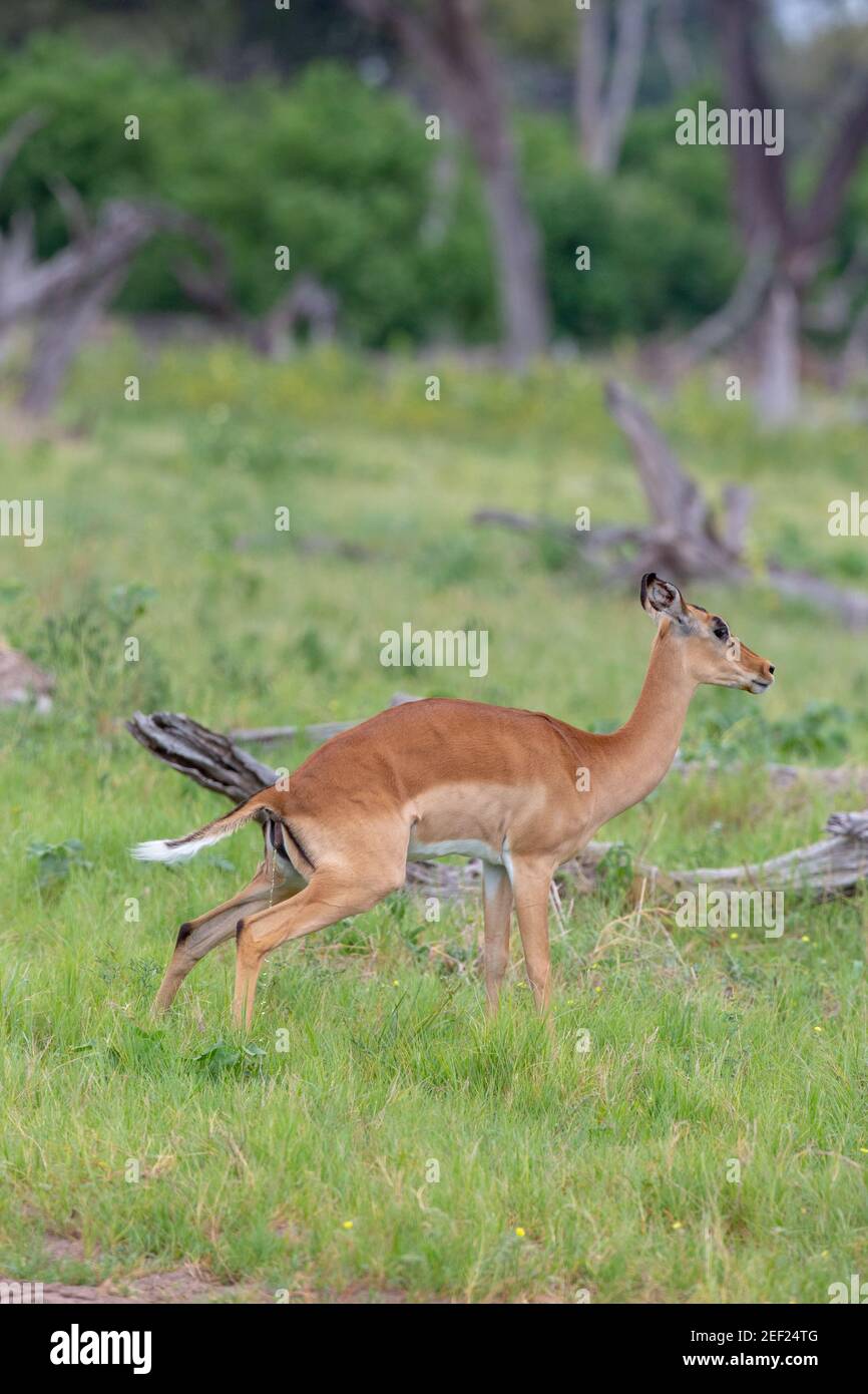 Impala (Aepyceros melampus). Adult female urinating. Head, leg, rump ...