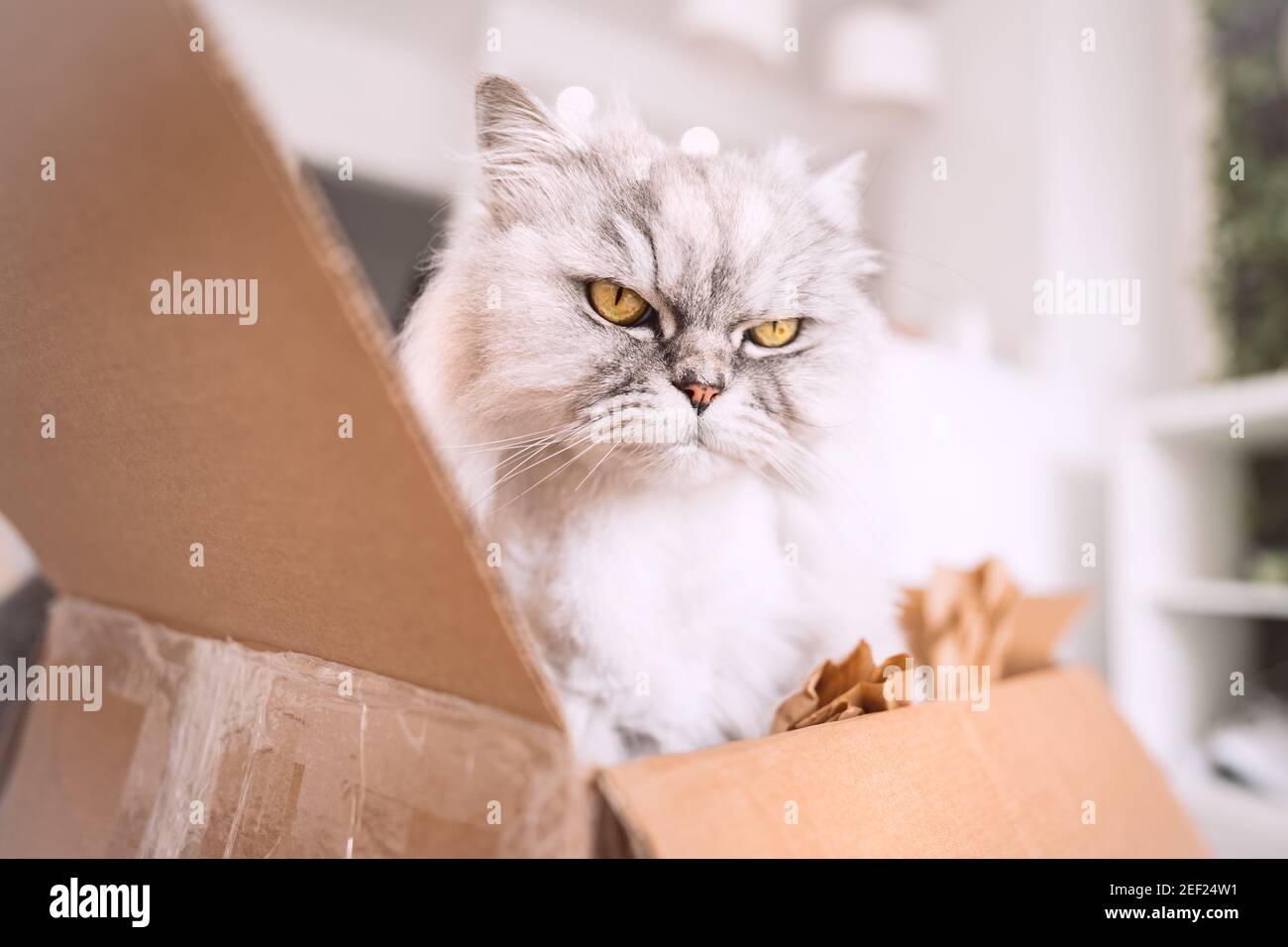 Beautiful grey persian cat sitting in a cardboard box. Cat loves to ...