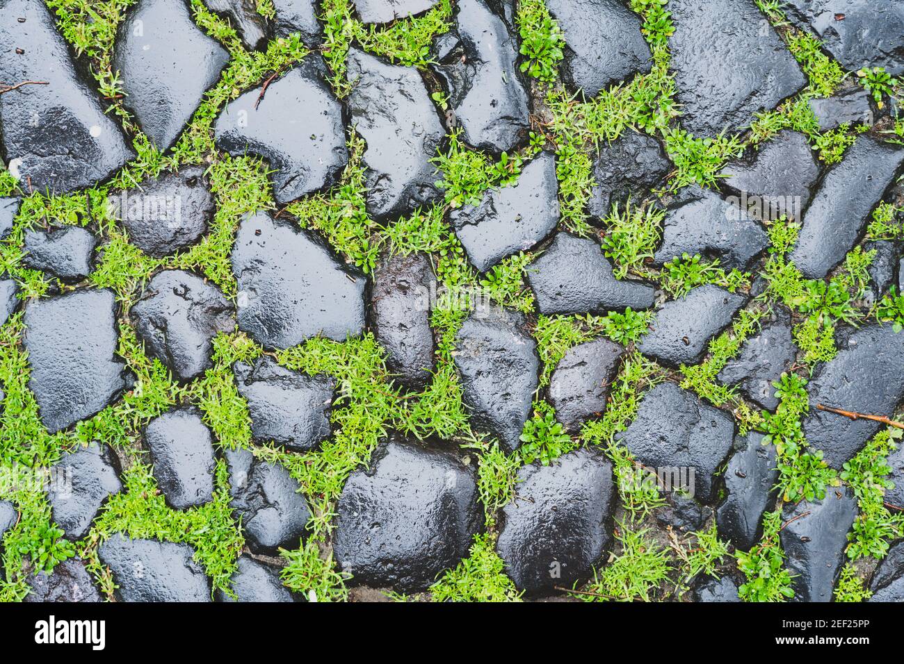 Green Rock Texture