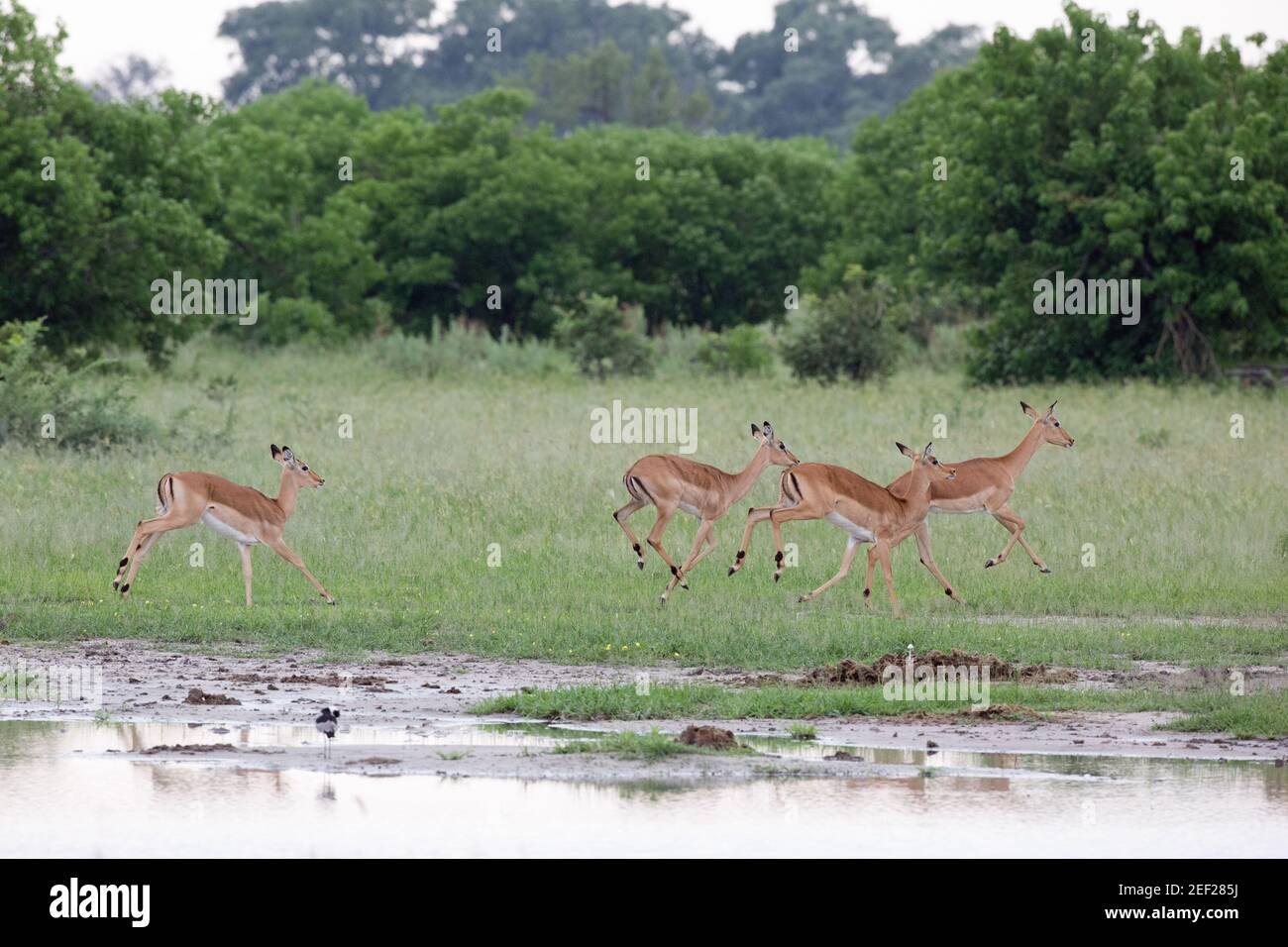 Scent glands hi-res stock photography and images - Alamy