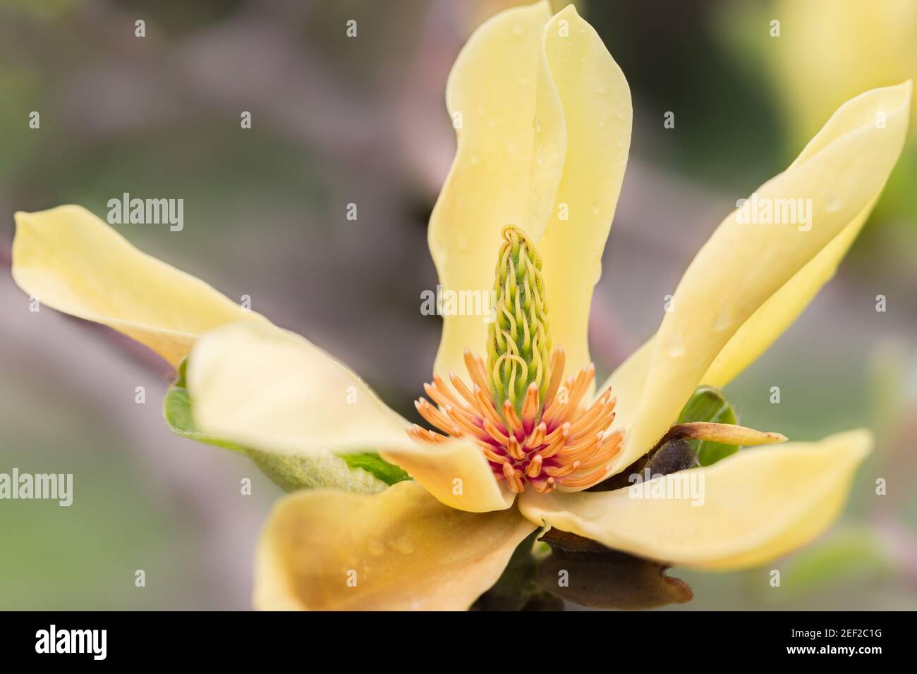 Yellow magnolia hi-res stock photography and images - Alamy