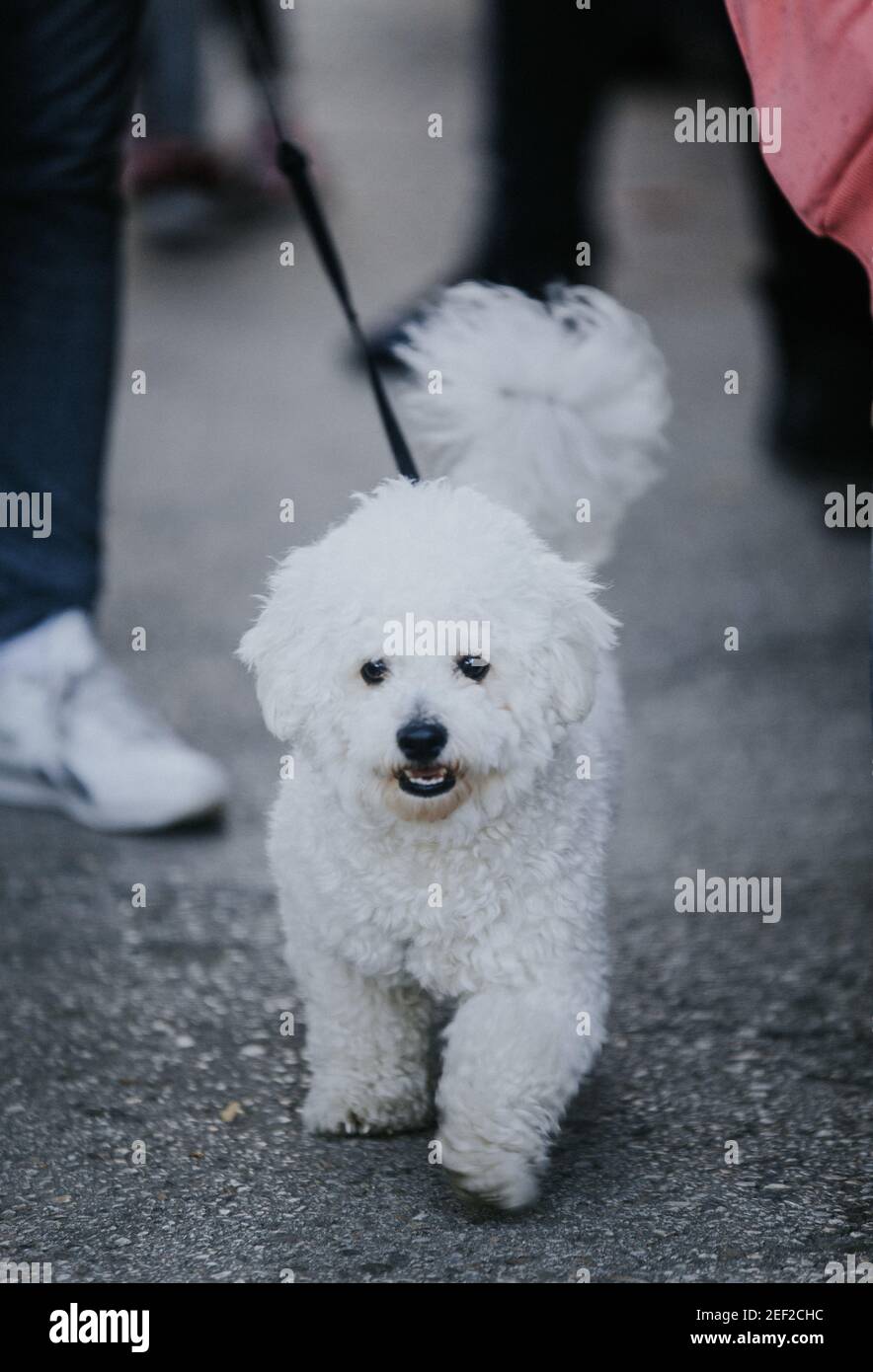Closeup of an adorable fluffy white Bichon Frise dog walking on the ...