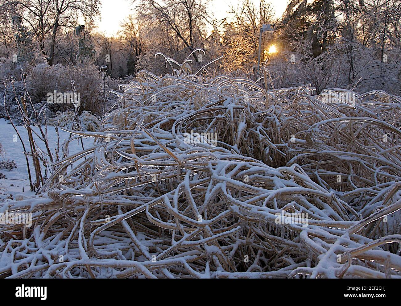 View of a public park after a freezing rain storm in Canada Stock Photo ...