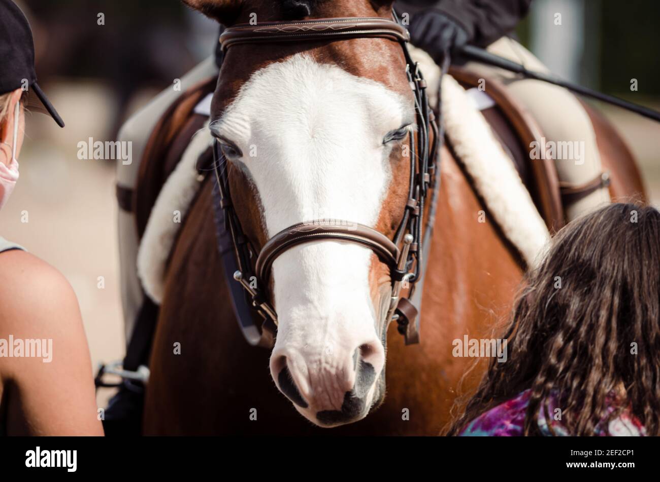 Pony waiting with rider at the horse show Stock Photo - Alamy