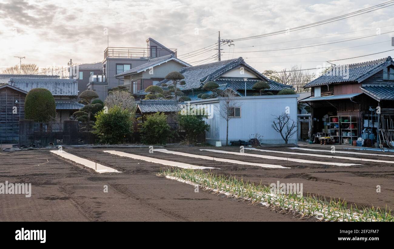 An urban farm in Tokyo, Japan Stock Photo - Alamy