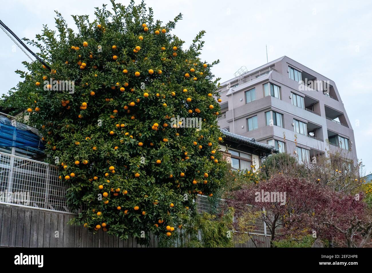 An urban orange tree in Tokyo, Japan Stock Photo - Alamy