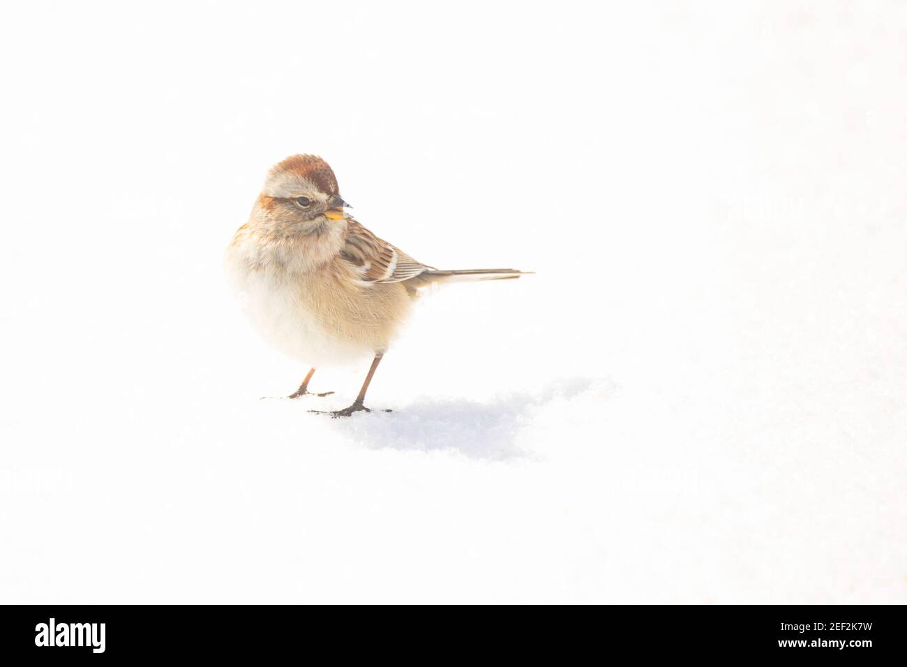 An American Tree Sparrow hopping in the snow on a cold February morning ...
