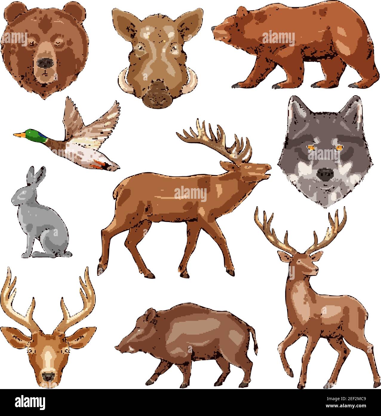 Deer Mixed With Bear