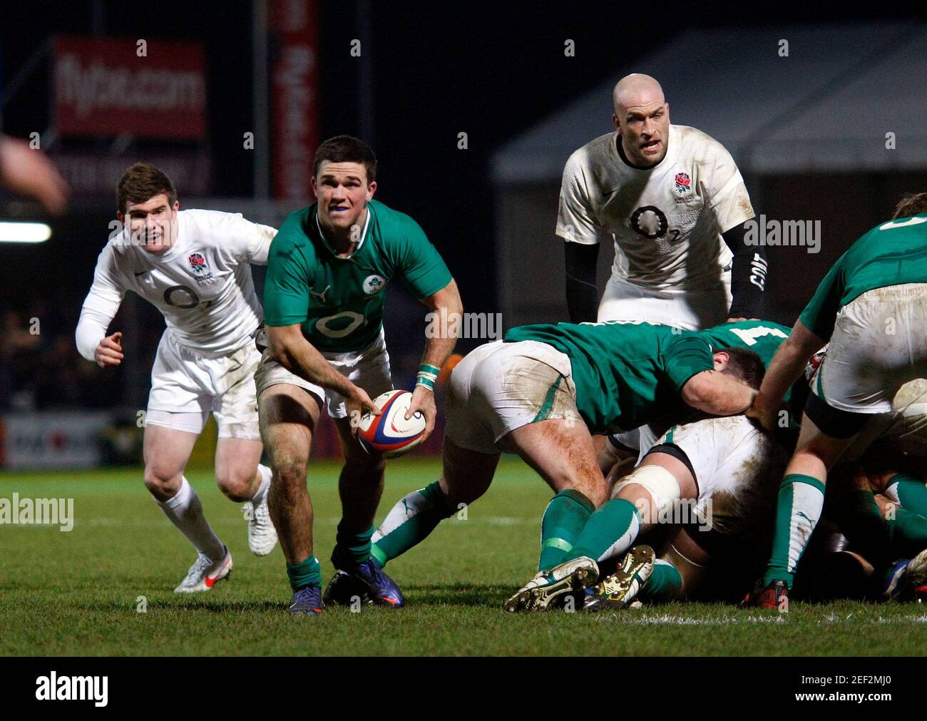 Irish wolfhounds hi-res stock photography and images - Alamy