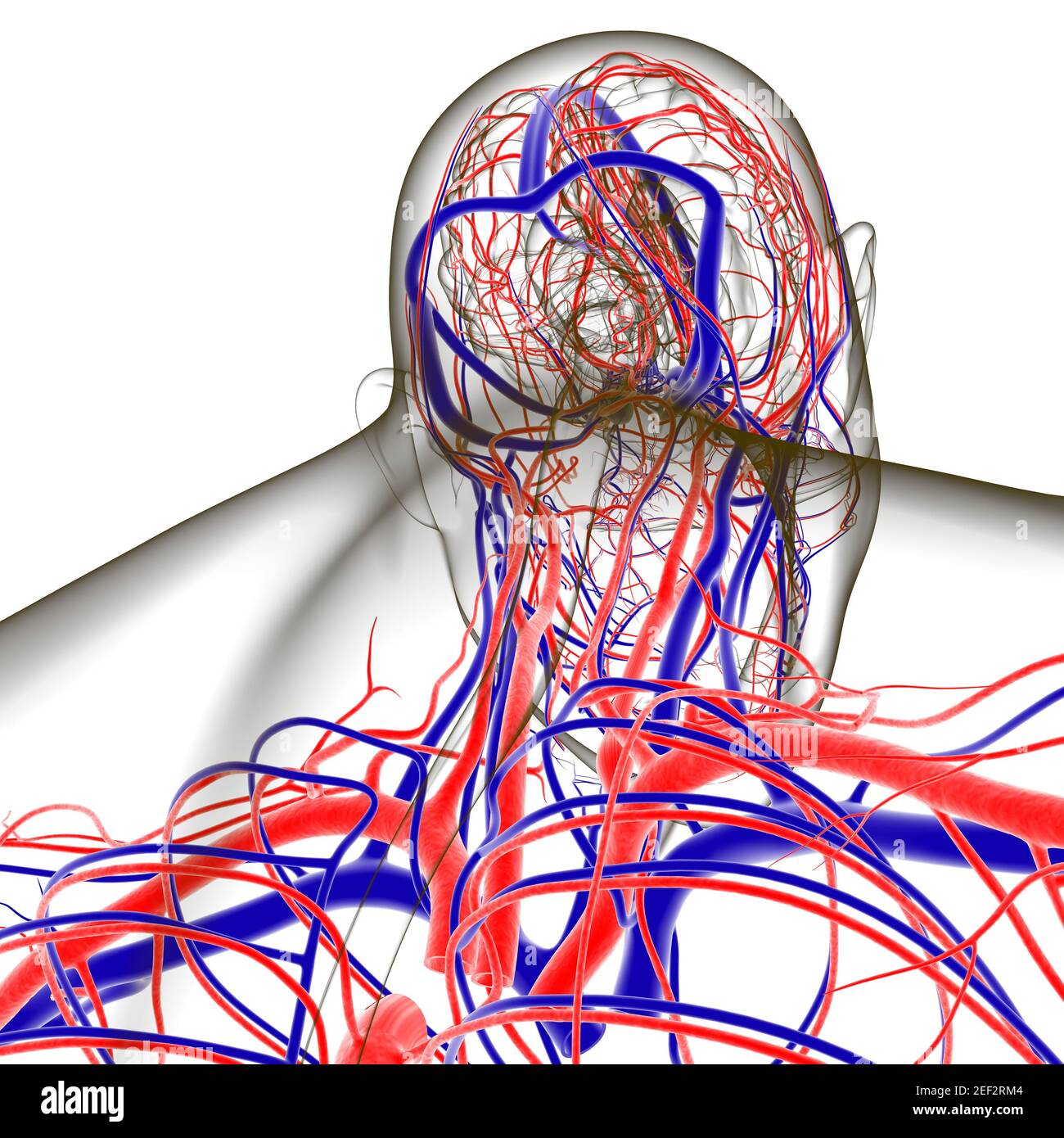 Human Arteries And Veins For Medical Concept 3D Illustration Stock ...