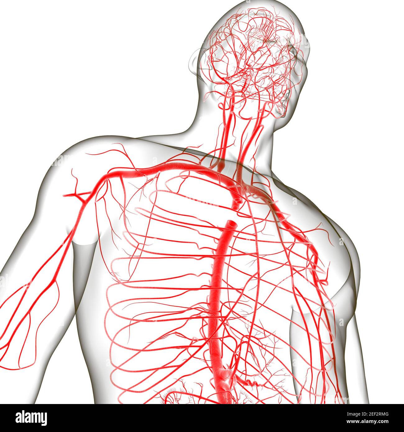 Human Arteries And Veins For Medical Concept 3D Illustration Stock ...