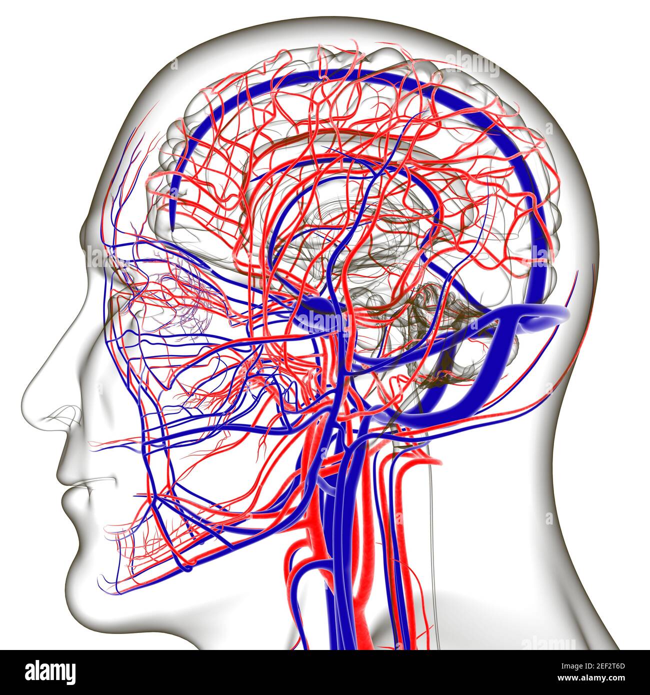 Human Arteries And Veins For Medical Concept 3D Illustration Stock ...