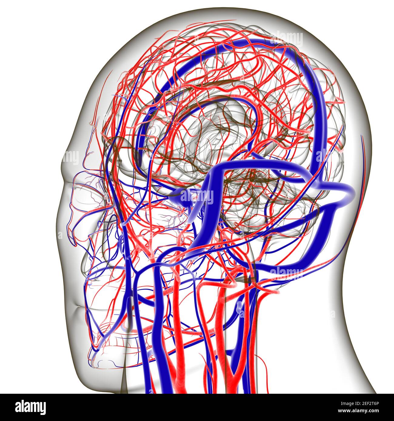 Human Arteries And Veins For Medical Concept 3D Illustration Stock ...