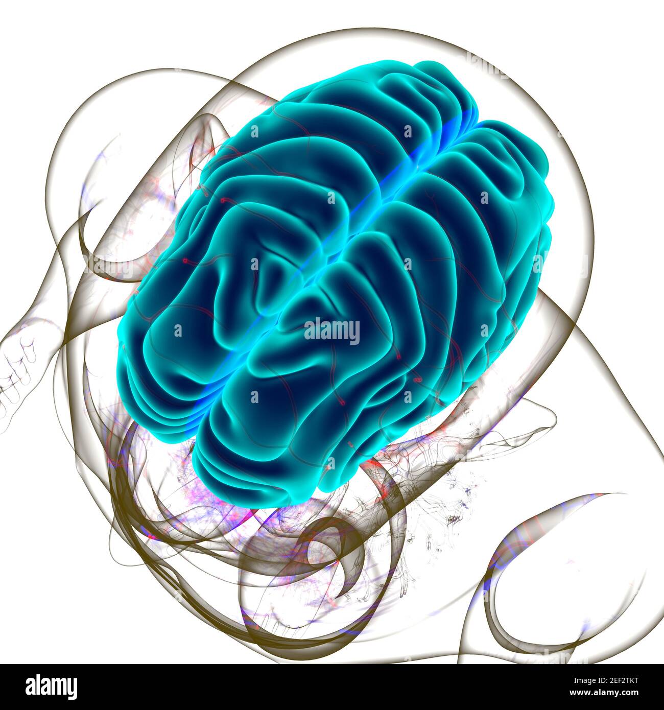 Human Brain Anatomy For Medical Concept 3D Illustration Stock Photo - Alamy