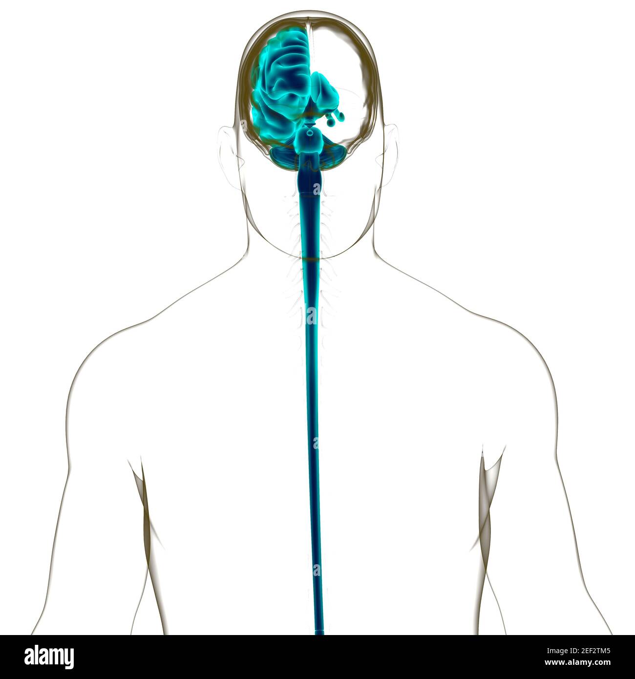 Human Brain Anatomy For Medical Concept 3D Illustration Stock Photo - Alamy