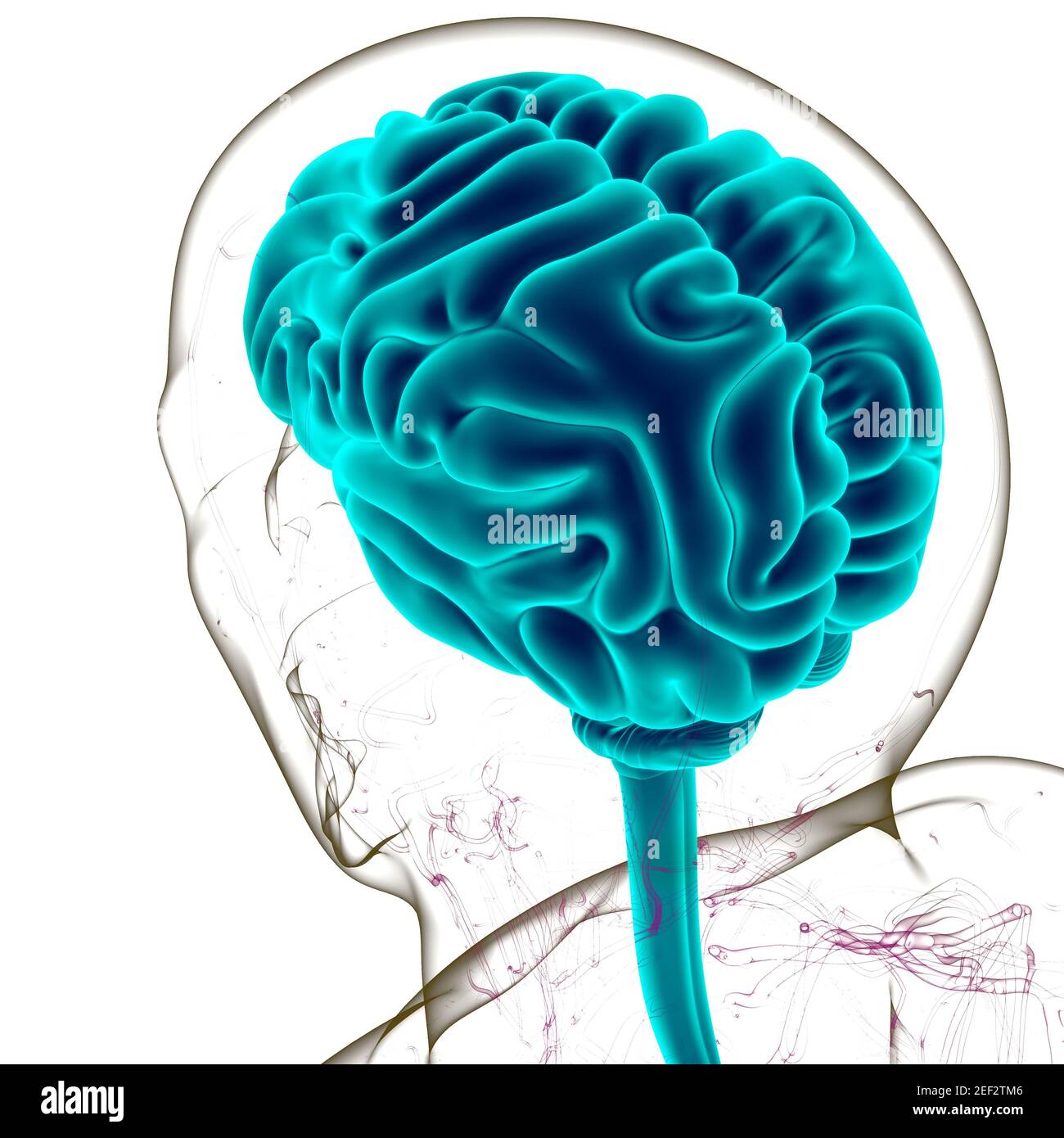 Human Brain Anatomy For Medical Concept 3D Illustration Stock Photo - Alamy