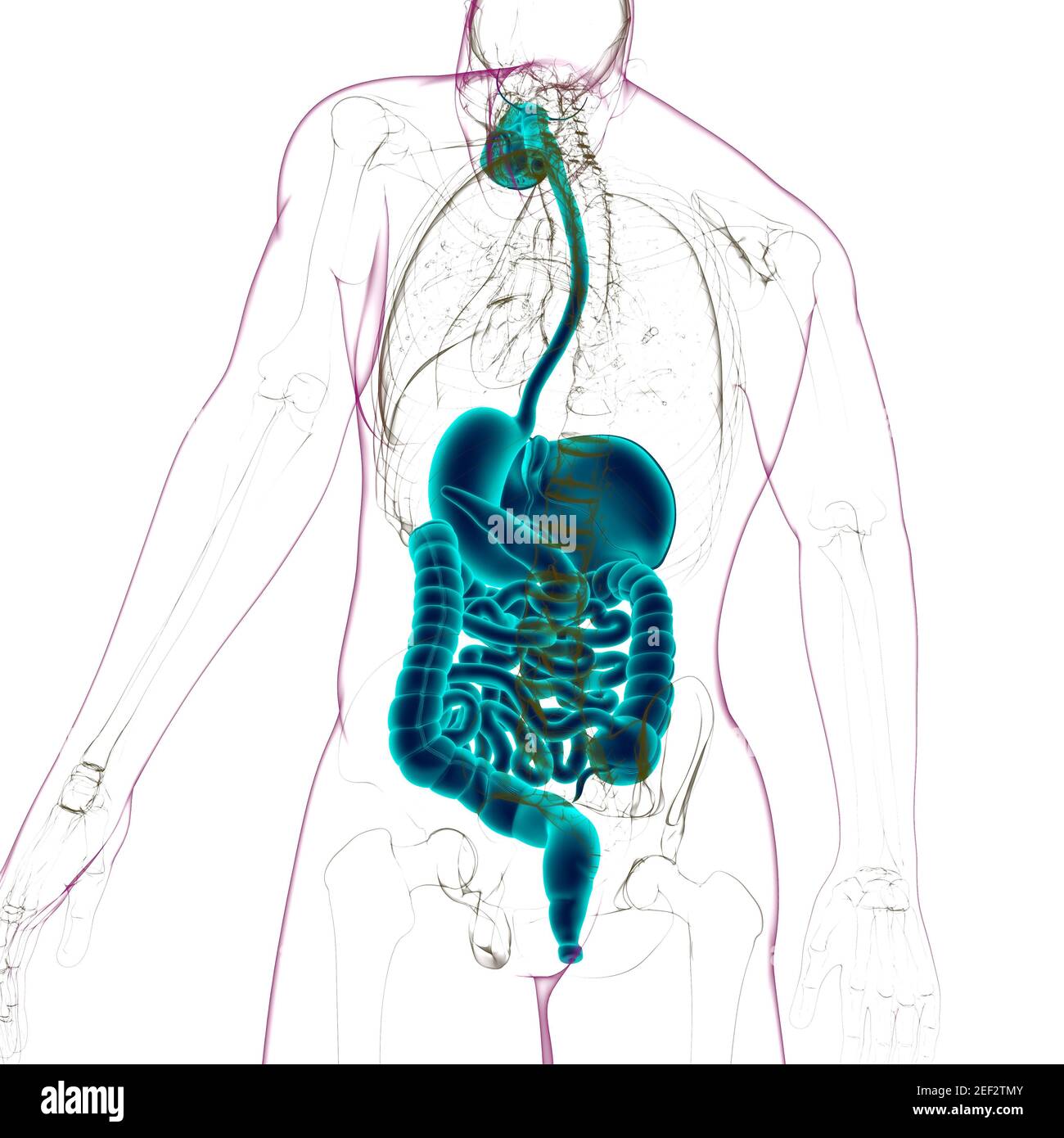 Appendix diagram Cut Out Stock Images & Pictures - Alamy