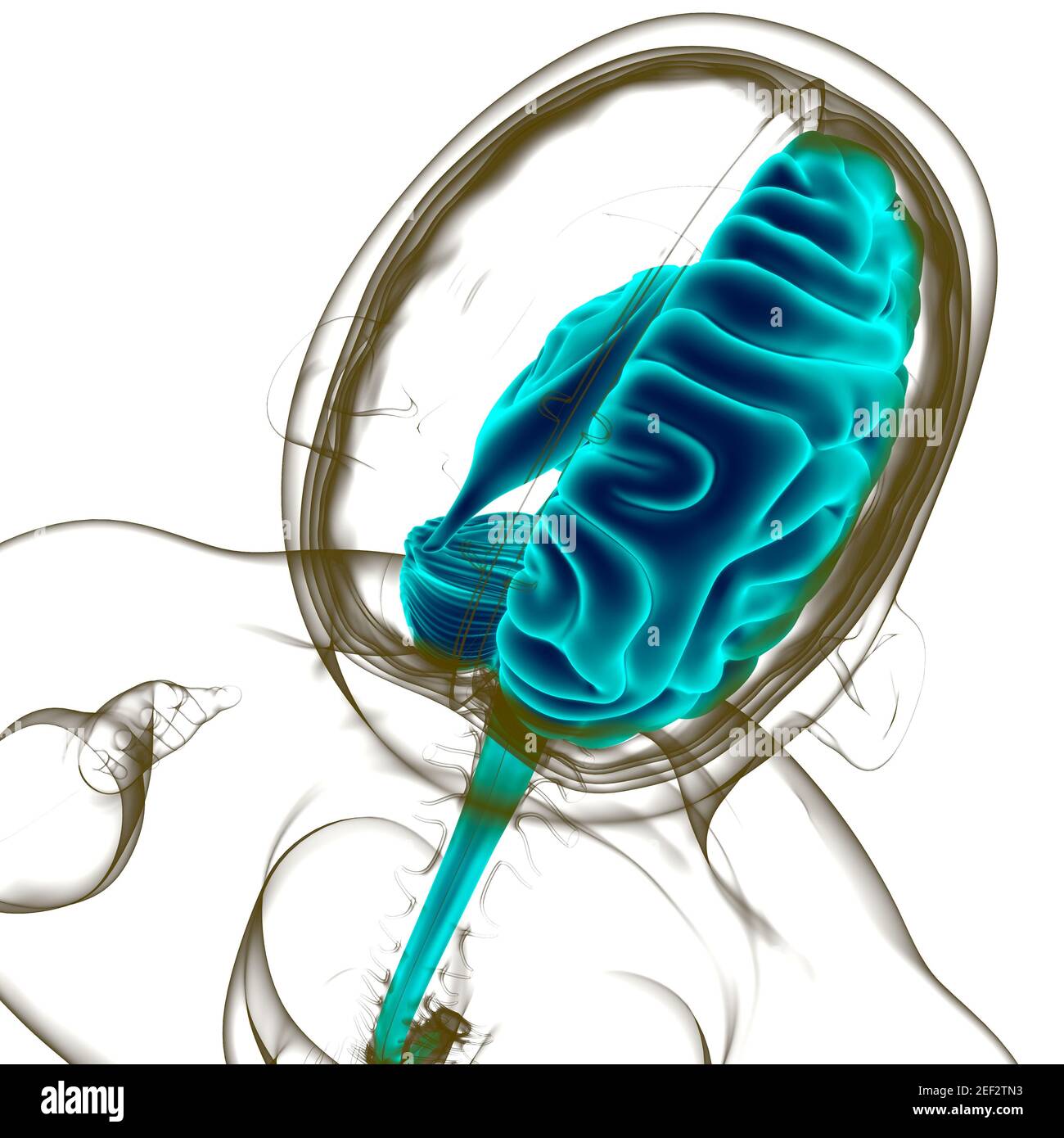Human Brain Anatomy For Medical Concept 3D Illustration Stock Photo - Alamy