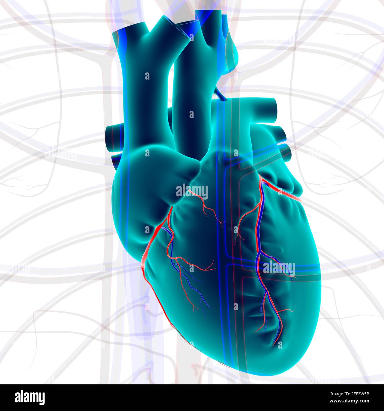 Human Heart Anatomy For Medical Concept 3D Illustration Stock Photo - Alamy