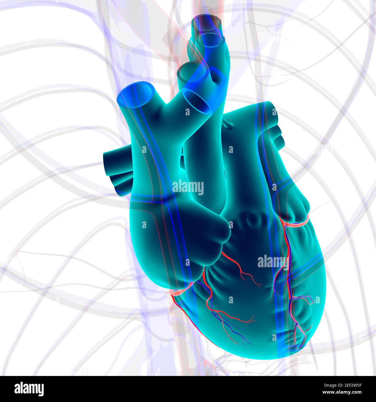 Human Heart Anatomy For Medical Concept 3D Illustration Stock Photo - Alamy