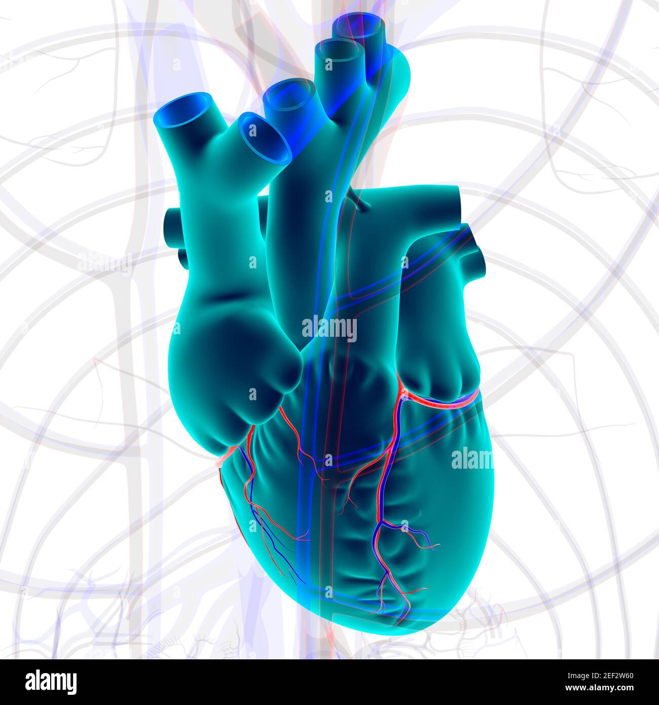 Human Heart Anatomy For Medical Concept 3D Illustration Stock Photo - Alamy