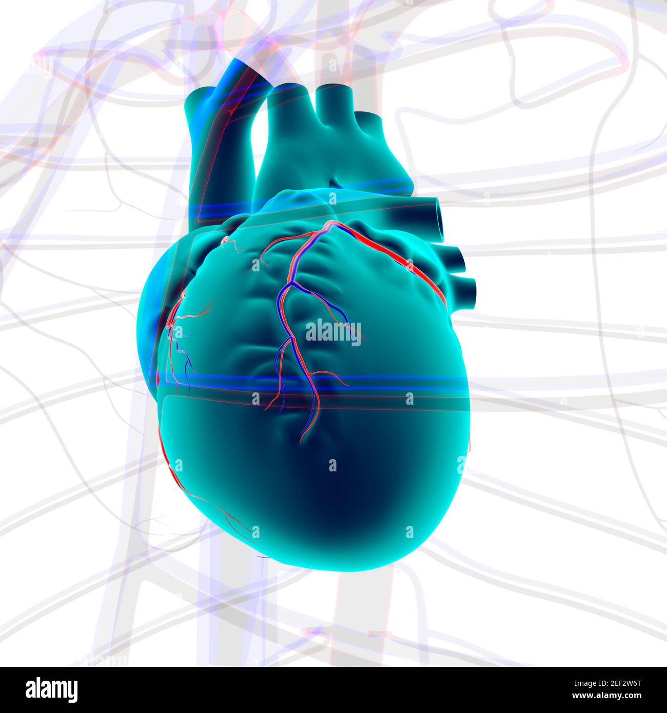 Human Heart Anatomy For Medical Concept 3D Illustration Stock Photo - Alamy
