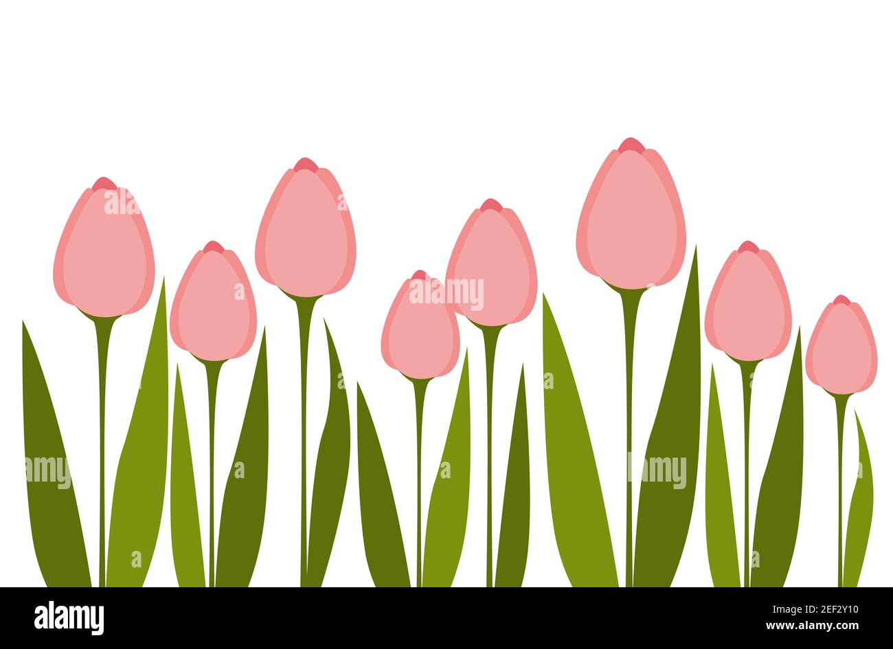 White tulips in spring Stock Vector Images - Alamy