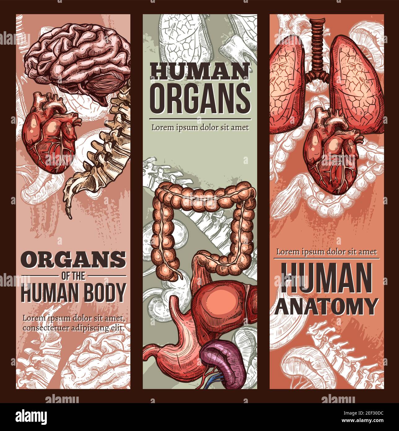 Human organs anatomy medical sketch poster. Vector respiratory ...