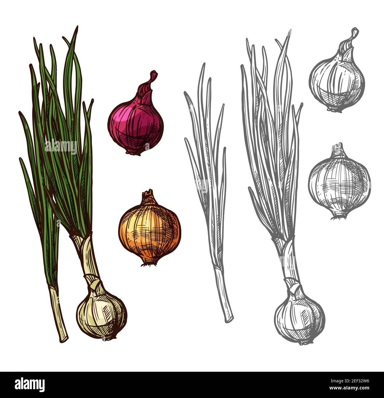 Raw ripe green leek Stock Vector Images - Alamy