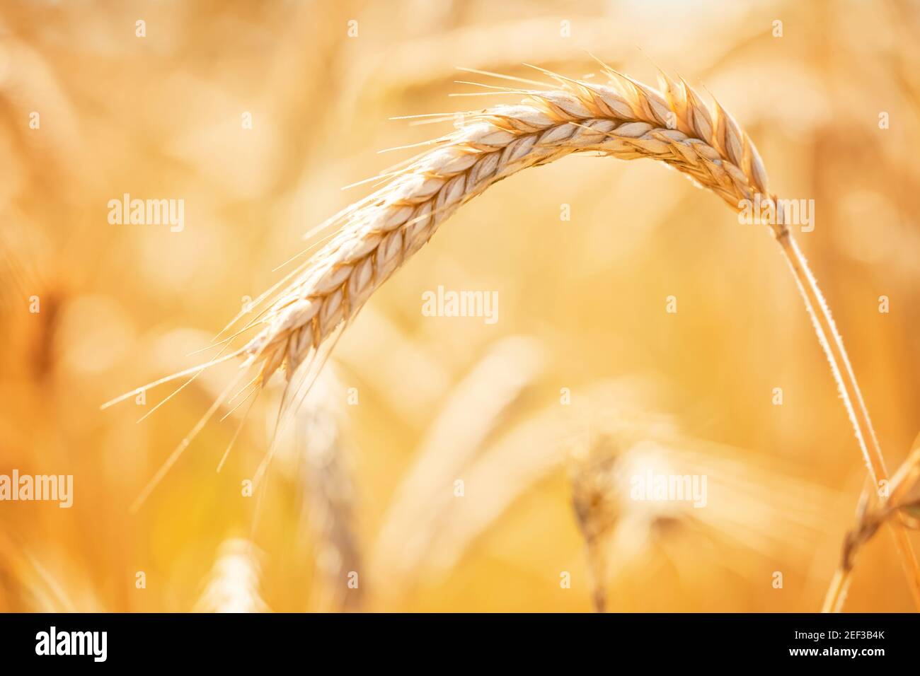 Agriculture field ripening wheat spikelets hi-res stock photography and ...