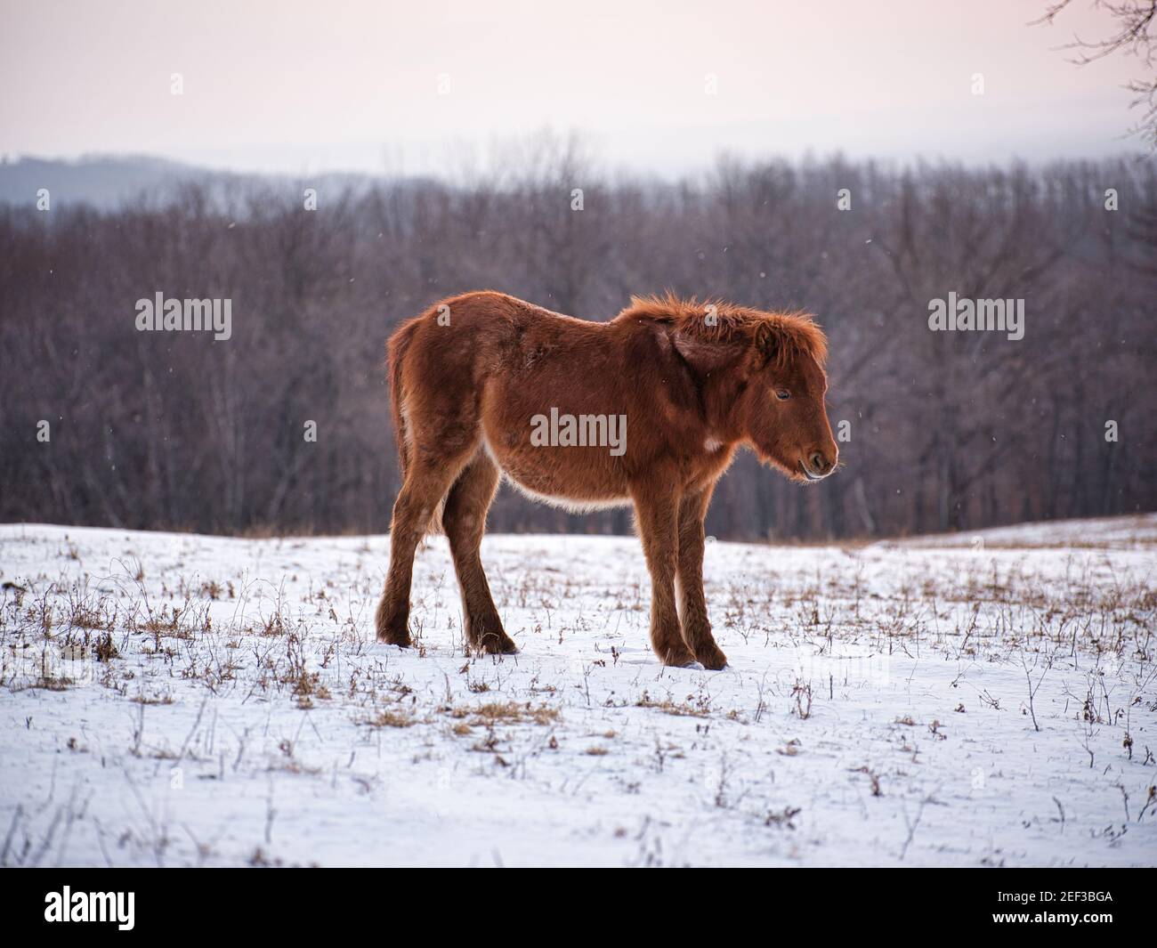 Hokkaido dosanko horse hi-res stock photography and images - Alamy