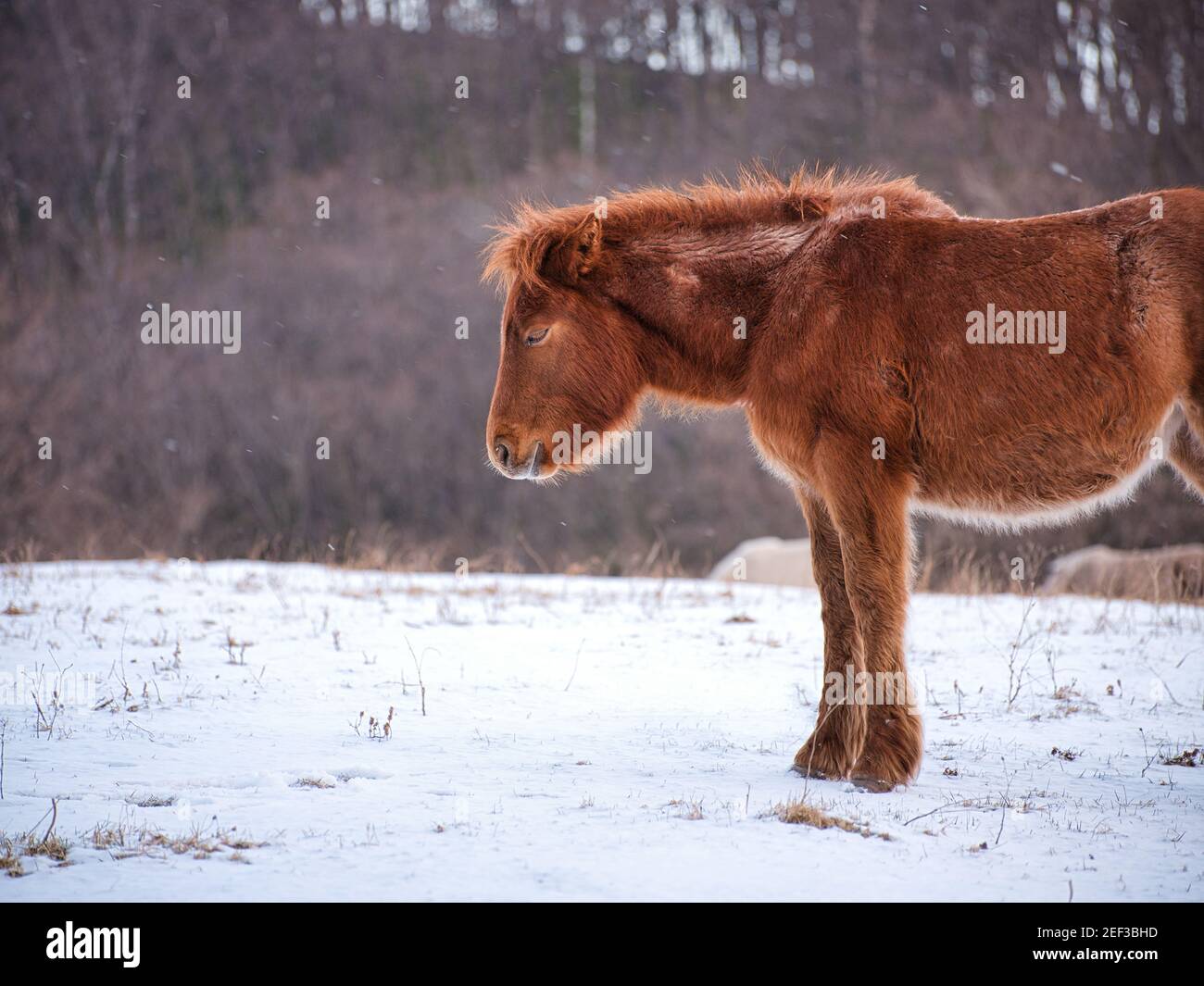 Dosanko horse hi-res stock photography and images - Alamy