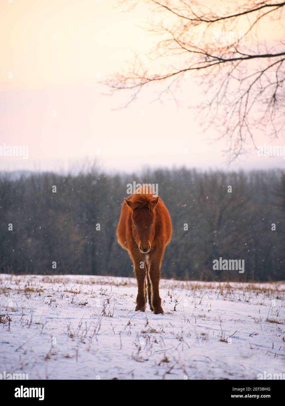 Hokkaido dosanko horse hi-res stock photography and images - Alamy