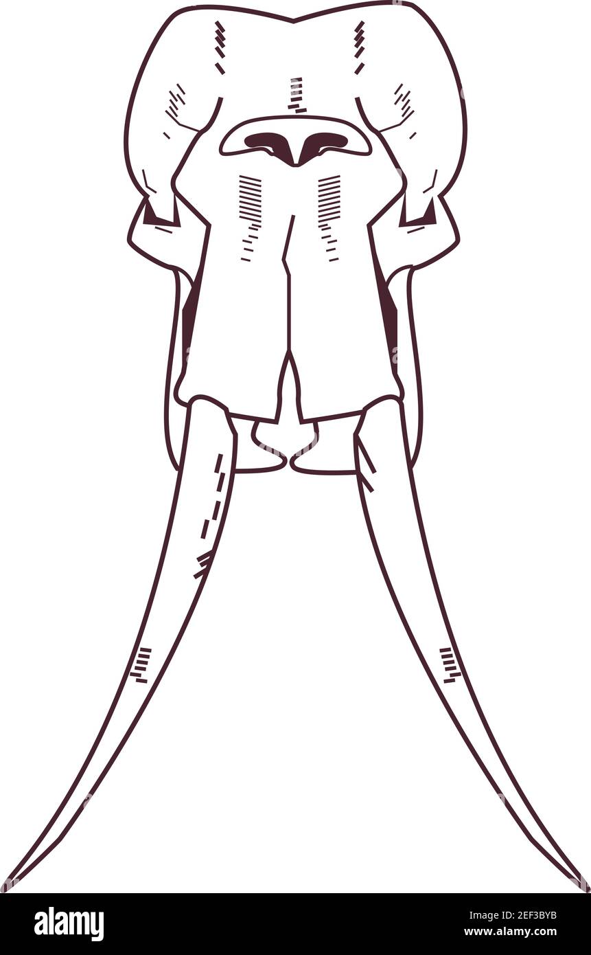 Skeleton elephant Stock Vector Images - Alamy