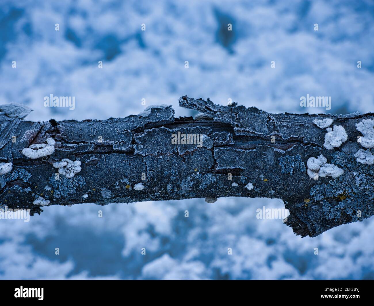 Frozen wood hi-res stock photography and images - Alamy