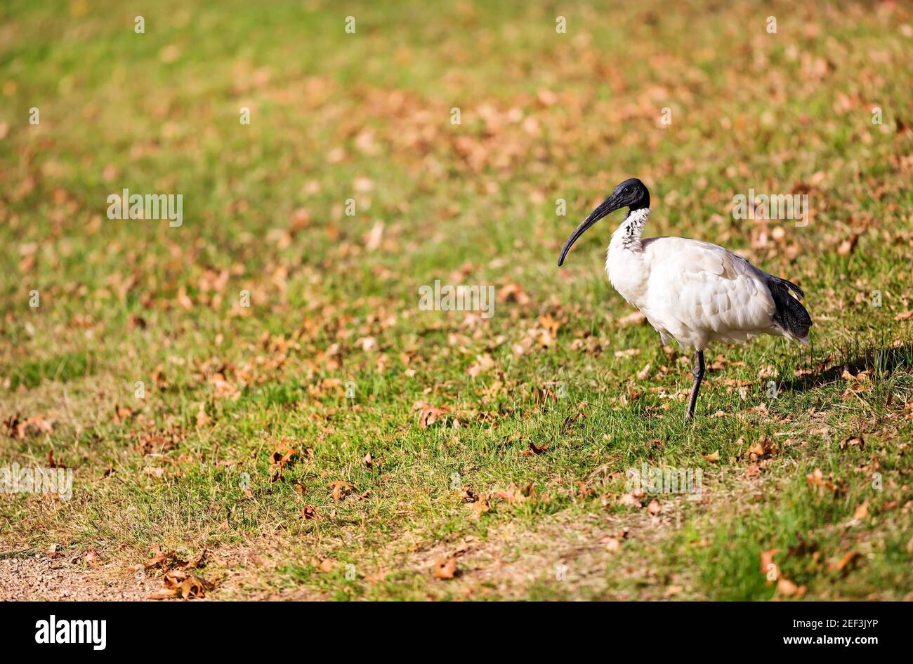 Ibis bird australia hi-res stock photography and images - Alamy