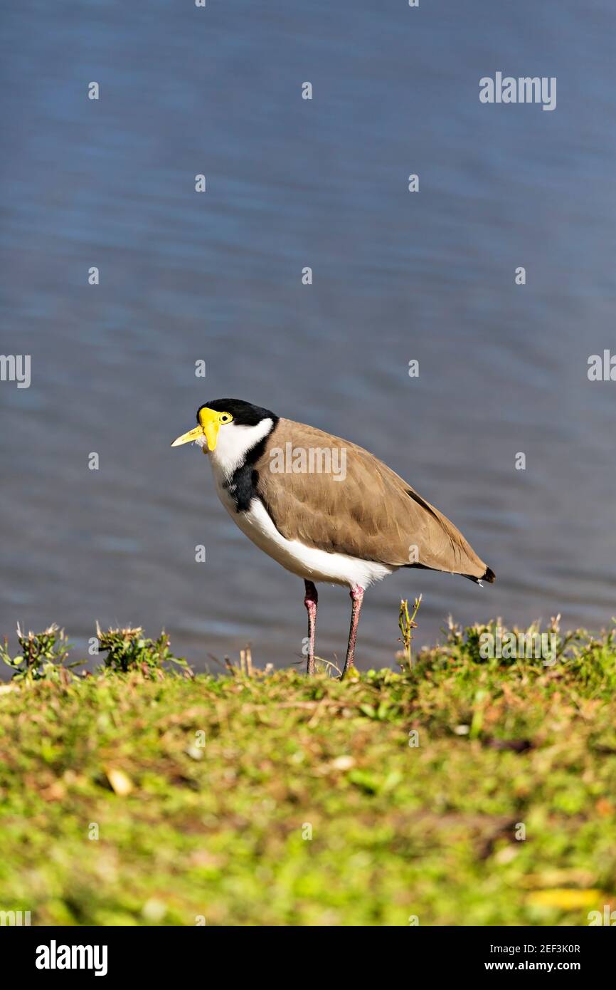 Australian plover hi-res stock photography and images - Alamy