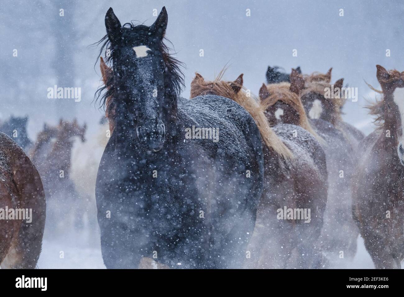 Horse in Winter Stock Photo - Alamy